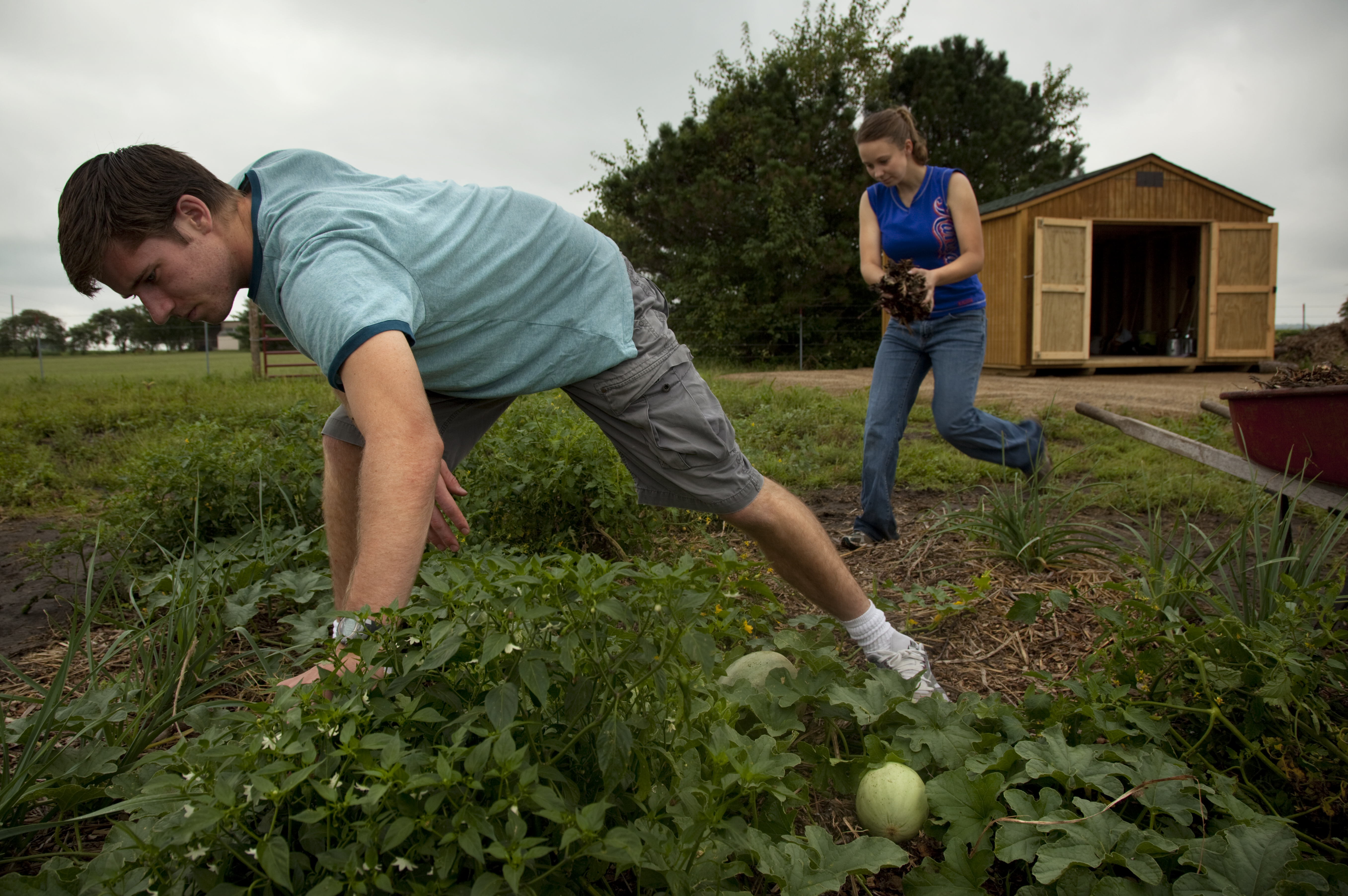 KU gardening project takes root | News, Sports, Jobs - Lawrence Journal ...